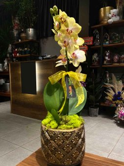 Orkide çiçeği, Orkide Gönder ,Orkide çeşitleri